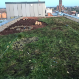 Biodiverse Green Roof Systems - ICB Projects