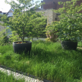 Biodiverse Green Roof Systems - ICB Projects